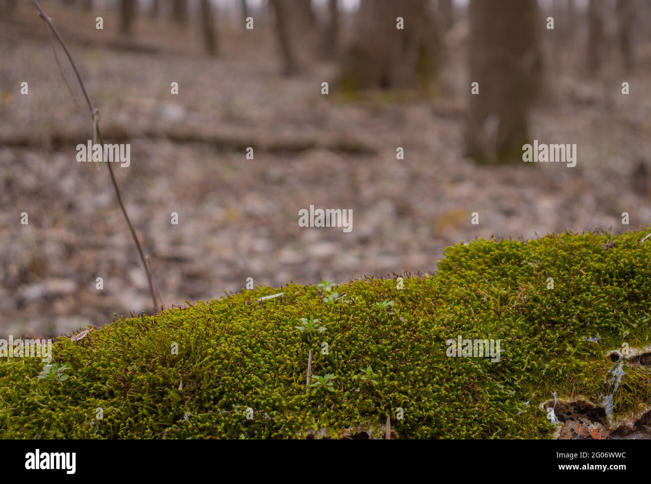 Bark moss mossy tree hi-res stock photography and images - Alamy