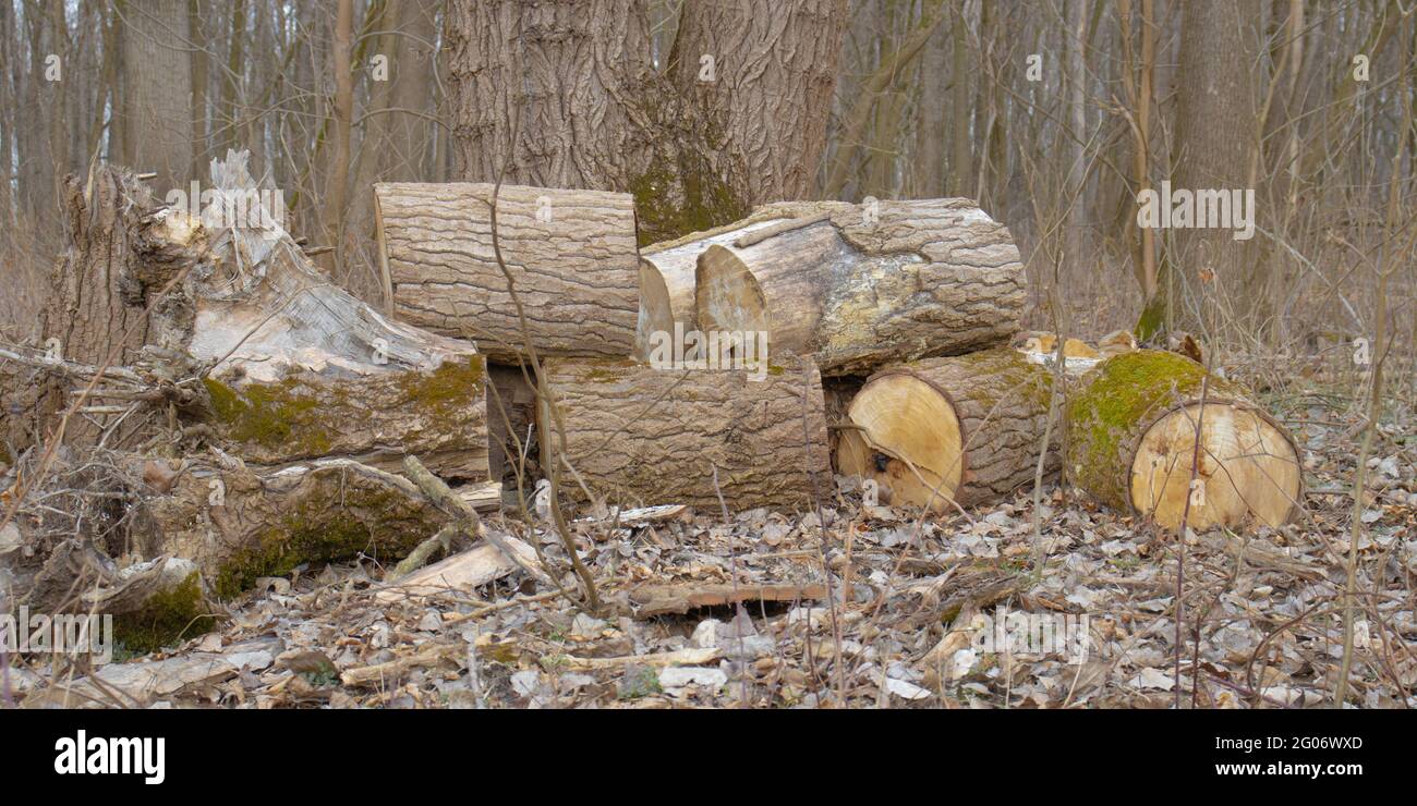 Fallen tree wood stack hi-res stock photography and images - Alamy