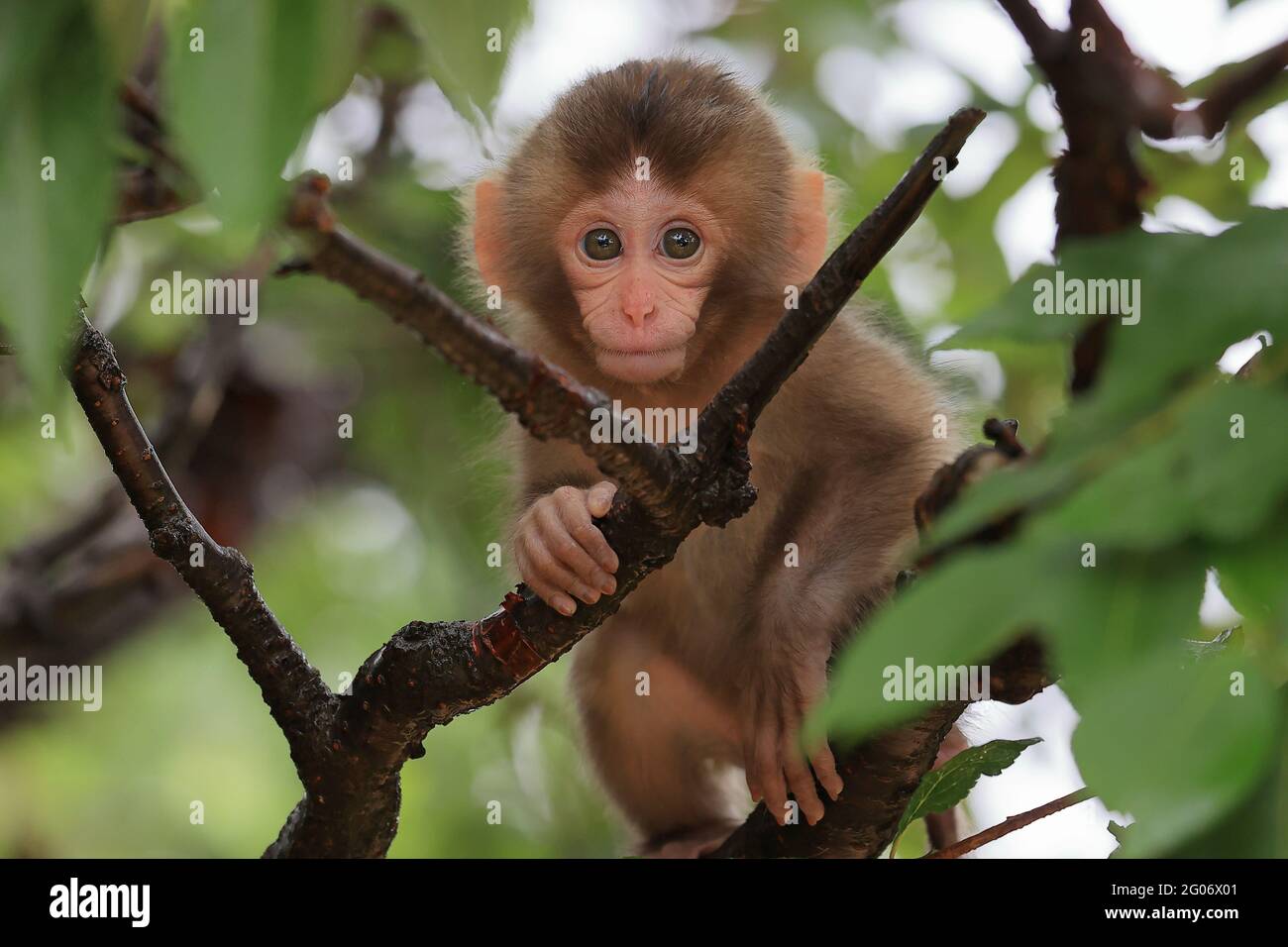 Cute Monkeys In Trees