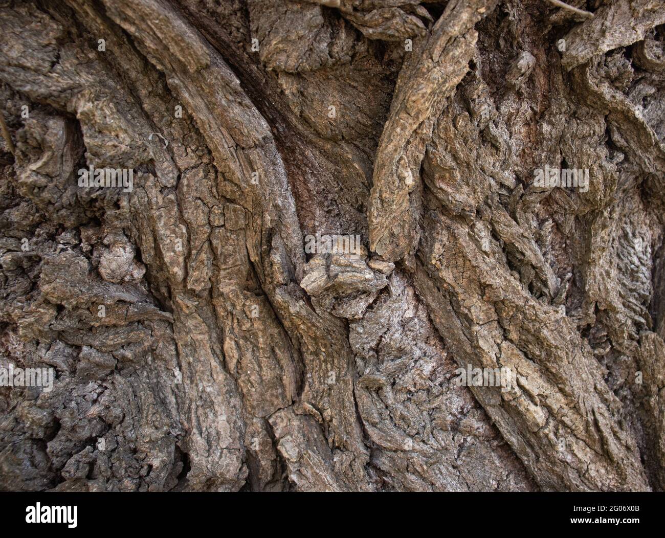 A close-up of the bark of an old tree Stock Photo - Alamy