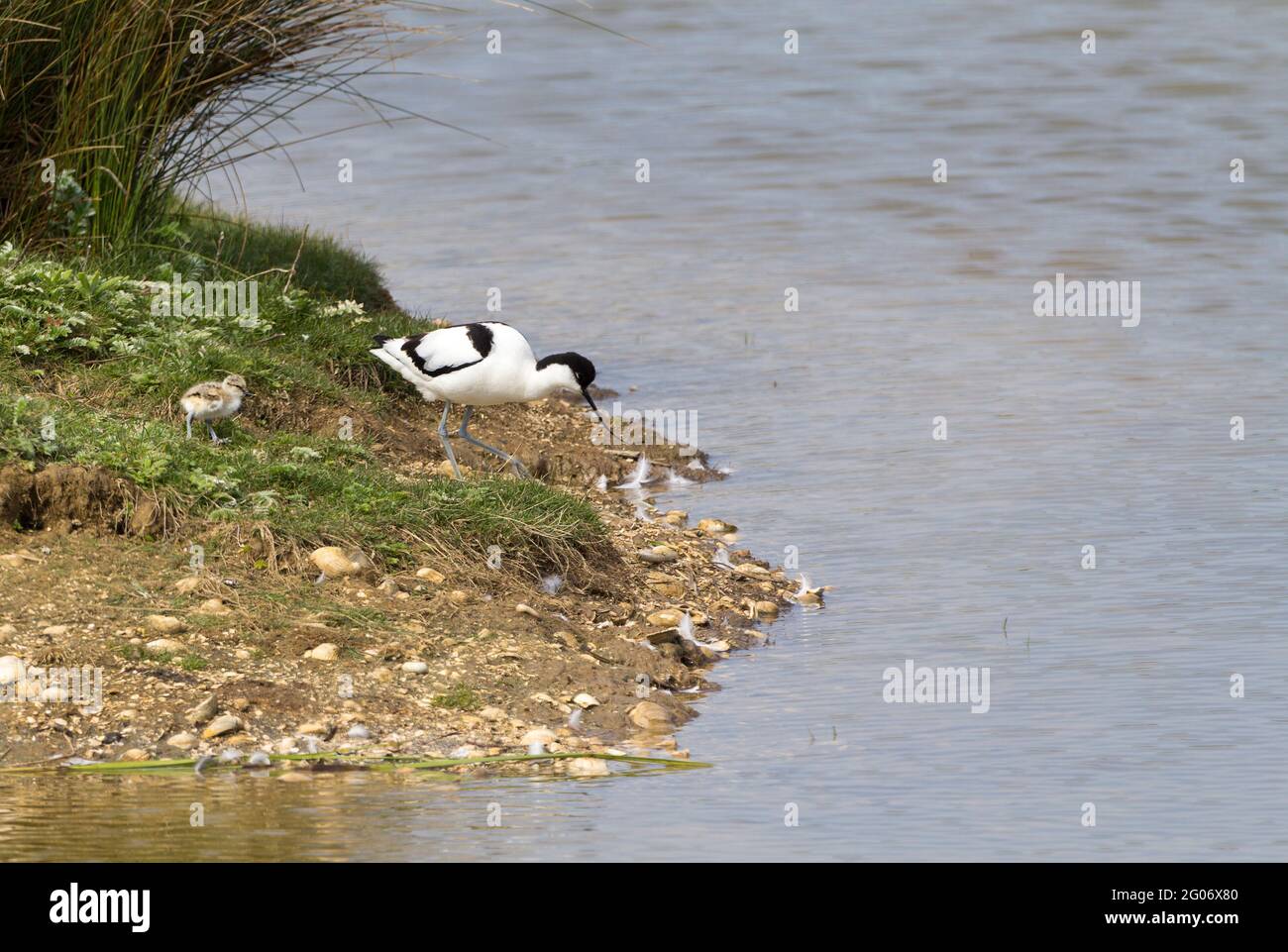 Avocet (recurvirostra avosetta) black and white wader with long thin ...