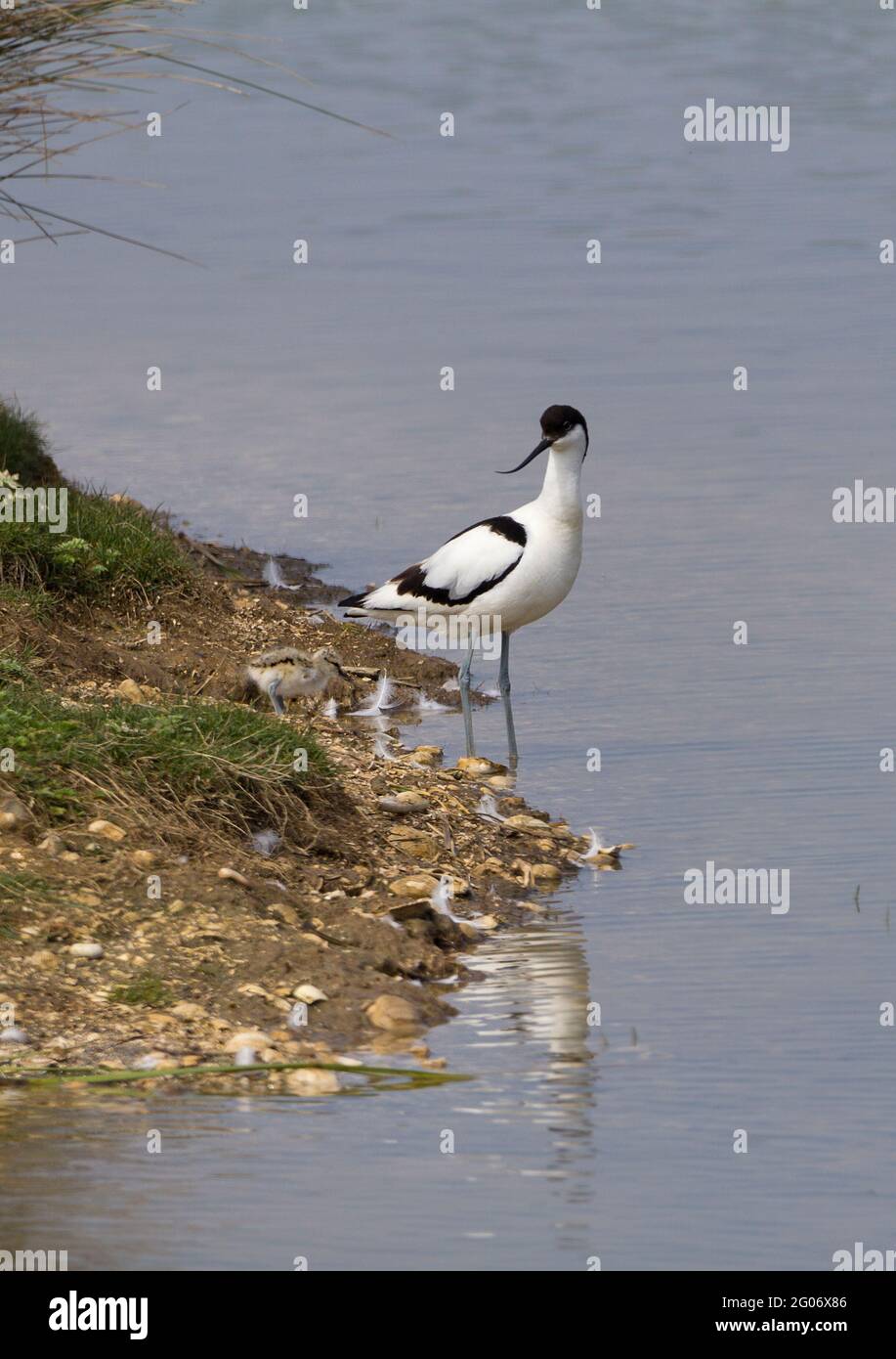 Black cap and nape hi-res stock photography and images - Alamy