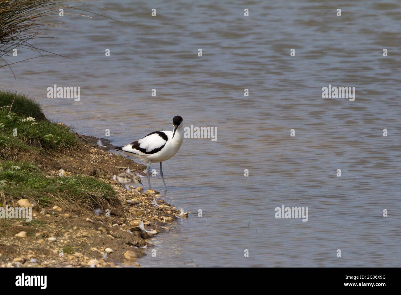 Avocet legs hi-res stock photography and images - Alamy