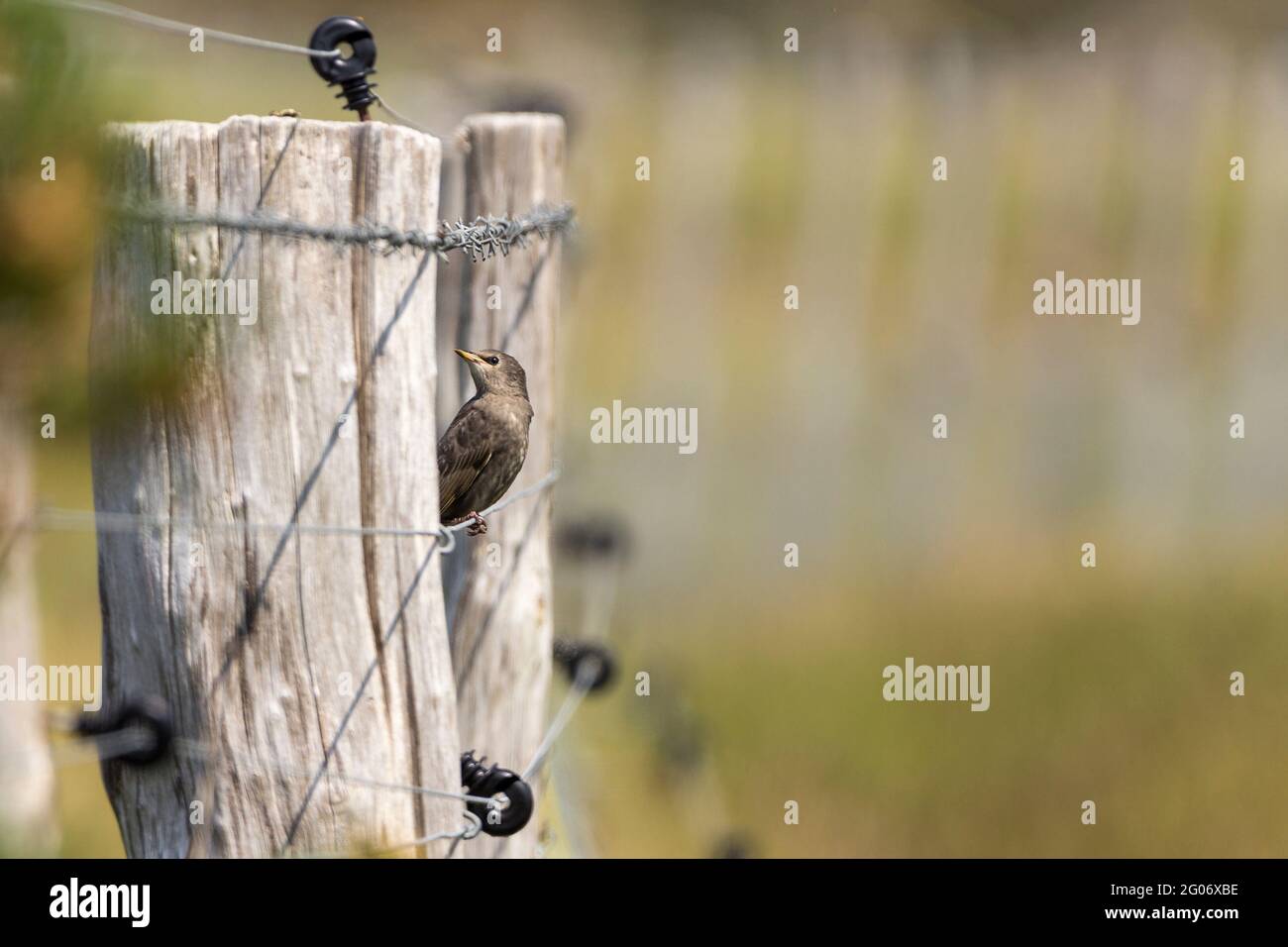 Wire systems hi-res stock photography and images - Alamy