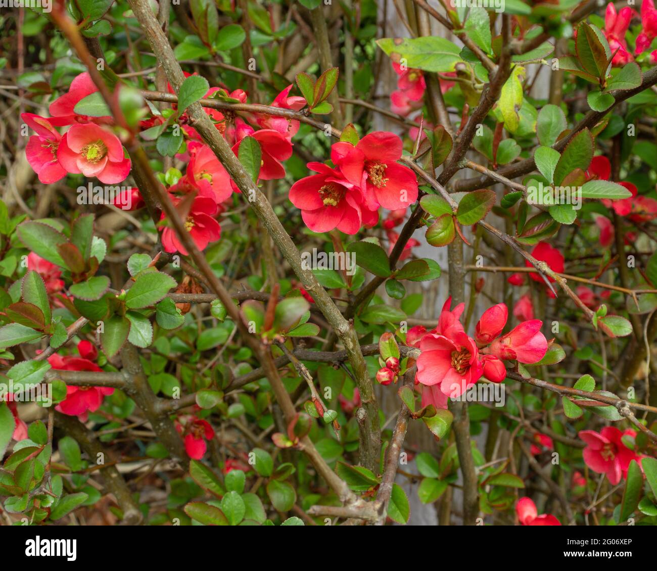 Outdoor flowers blossoms hi-res stock photography and images - Alamy