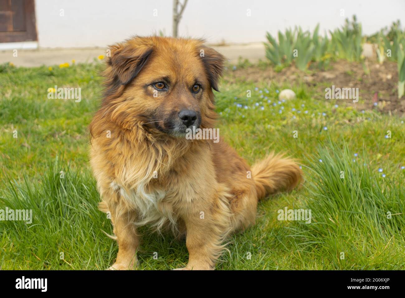 A beautiful dog with brown fur Stock Photo - Alamy