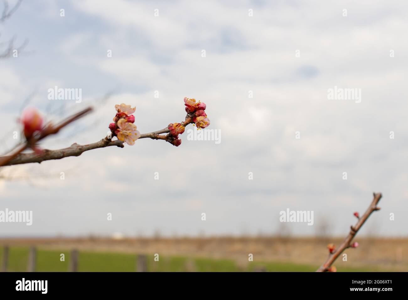 Scenery and apricot flowers hi-res stock photography and images - Alamy