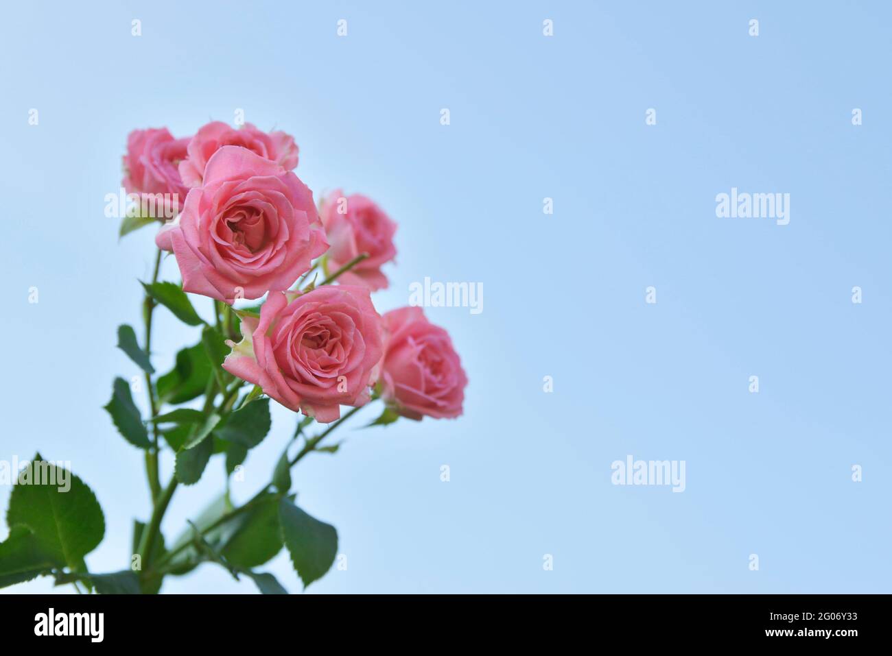 Pink roses - Pink flower with sky background Stock Photo - Alamy