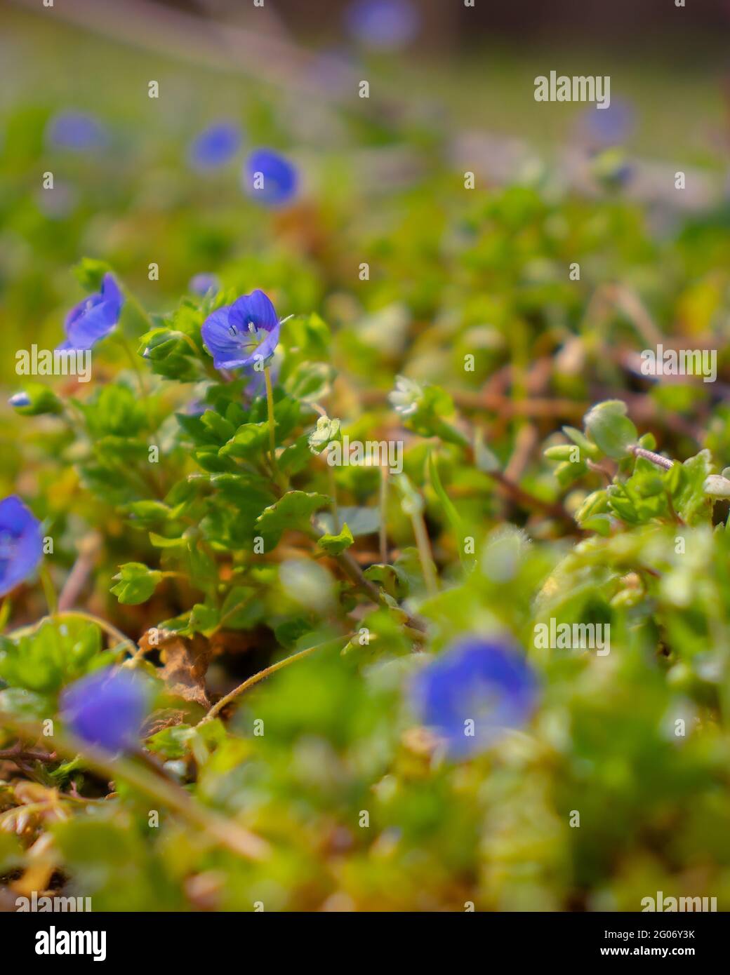 Blue flowers in spring hi-res stock photography and images - Alamy