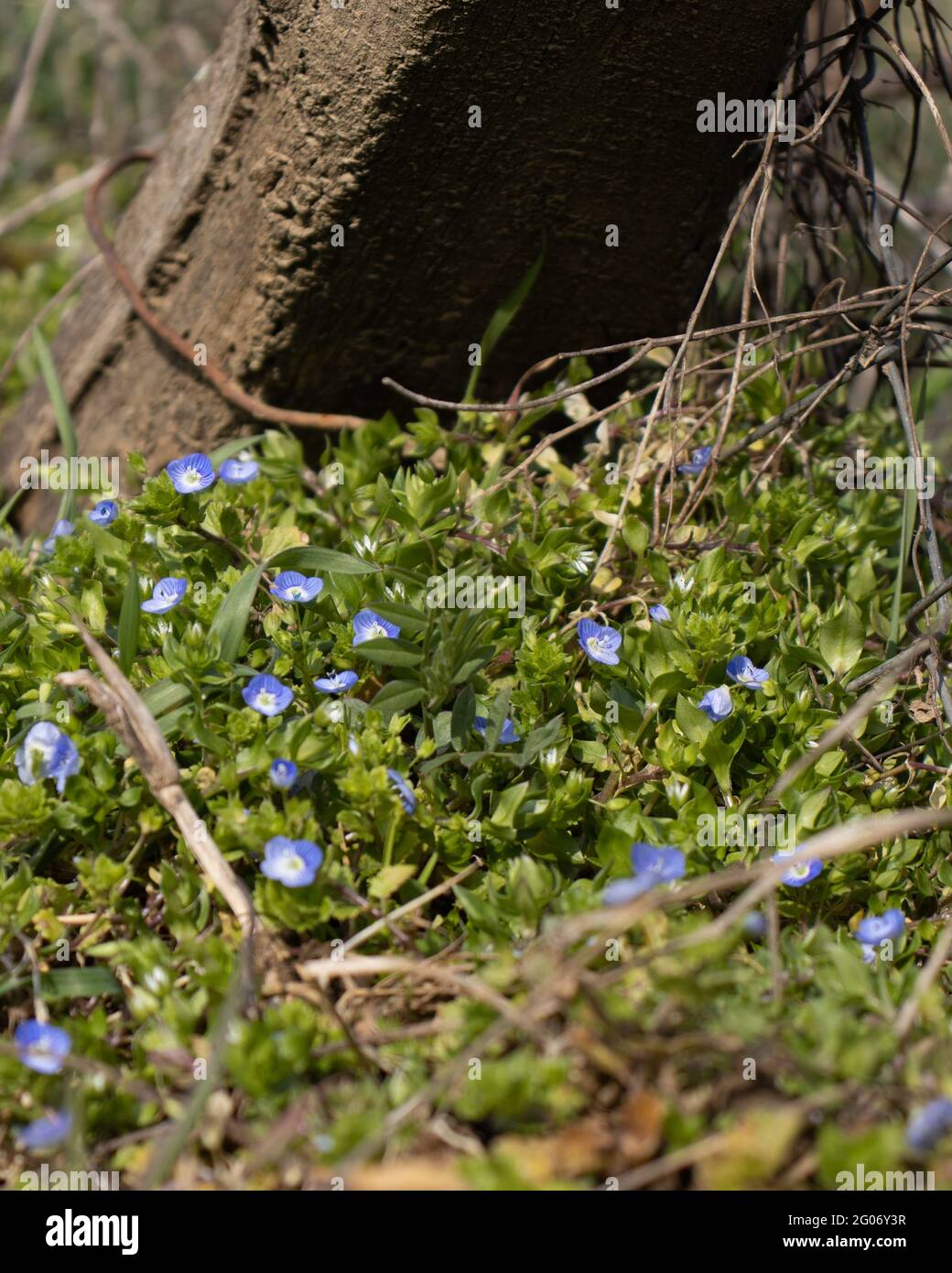 Blue flowers in spring with green leaves Stock Photo - Alamy