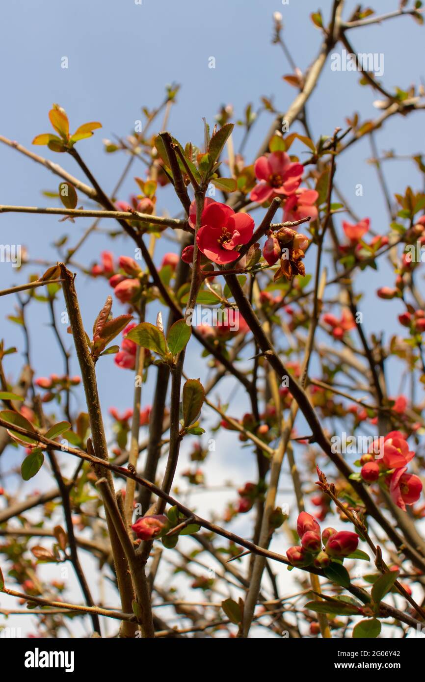 Delicate red spring flowers hi-res stock photography and images - Alamy