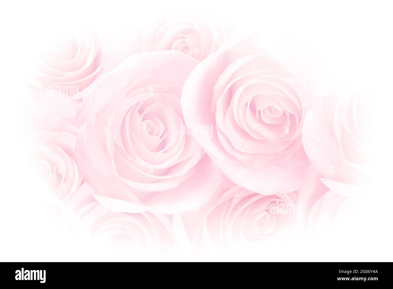 Pink rose photo Cut Out Stock Images & Pictures - Alamy
