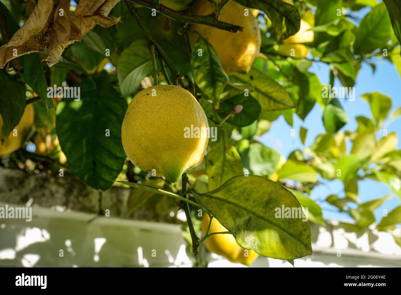 Ripe lemons hanging on a tree in Greece with sun rays shining through ...