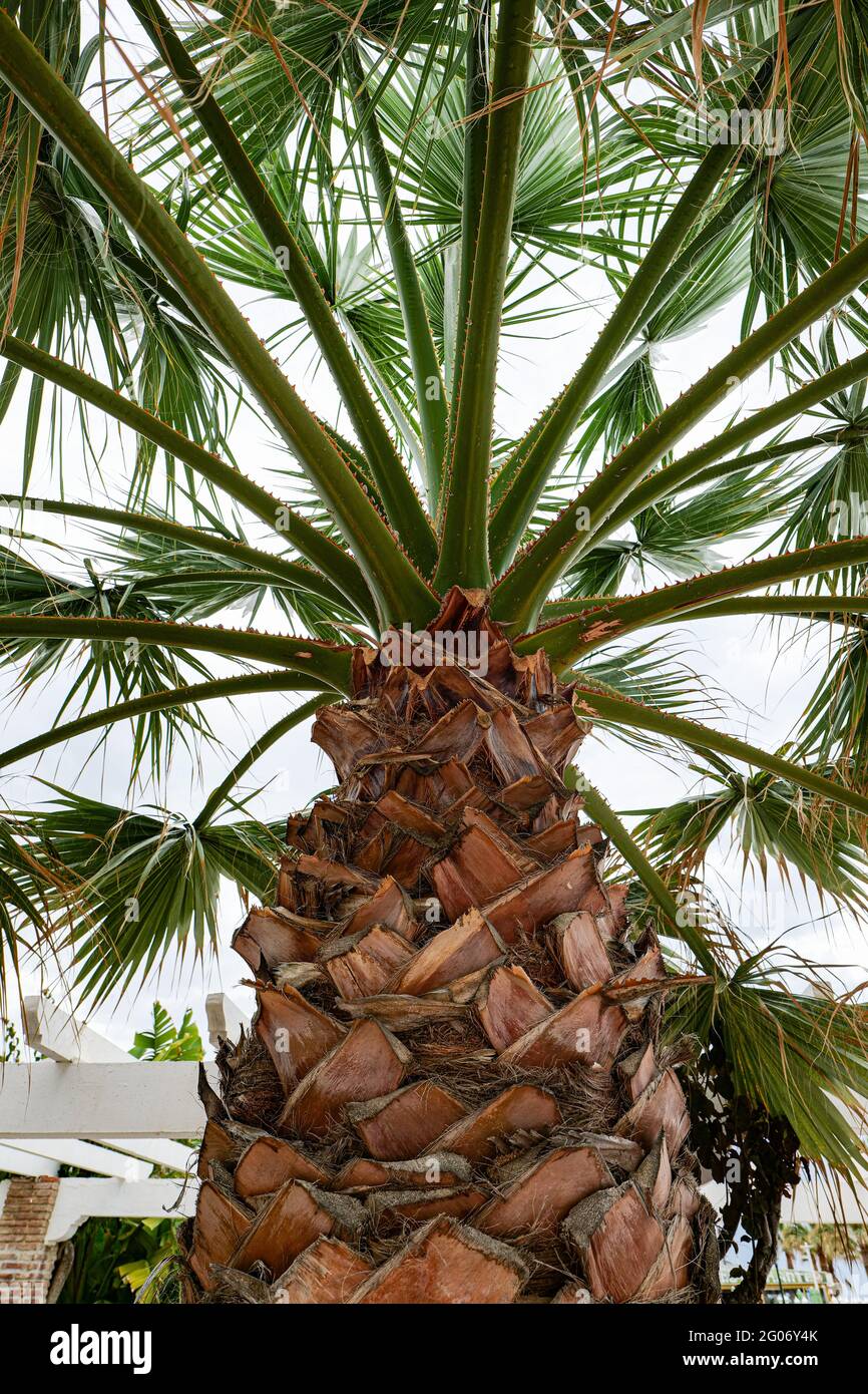 View of palm tree, stem and branches,leaves from a low angle Stock ...