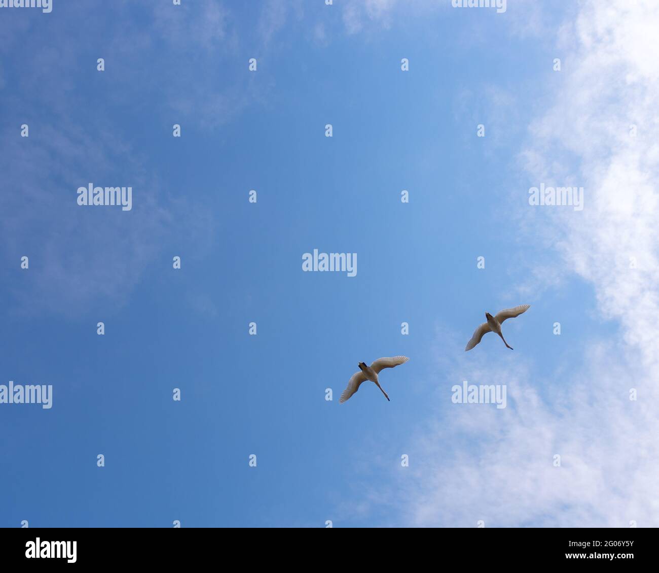 Portrait of two flying swans each other Stock Photo - Alamy