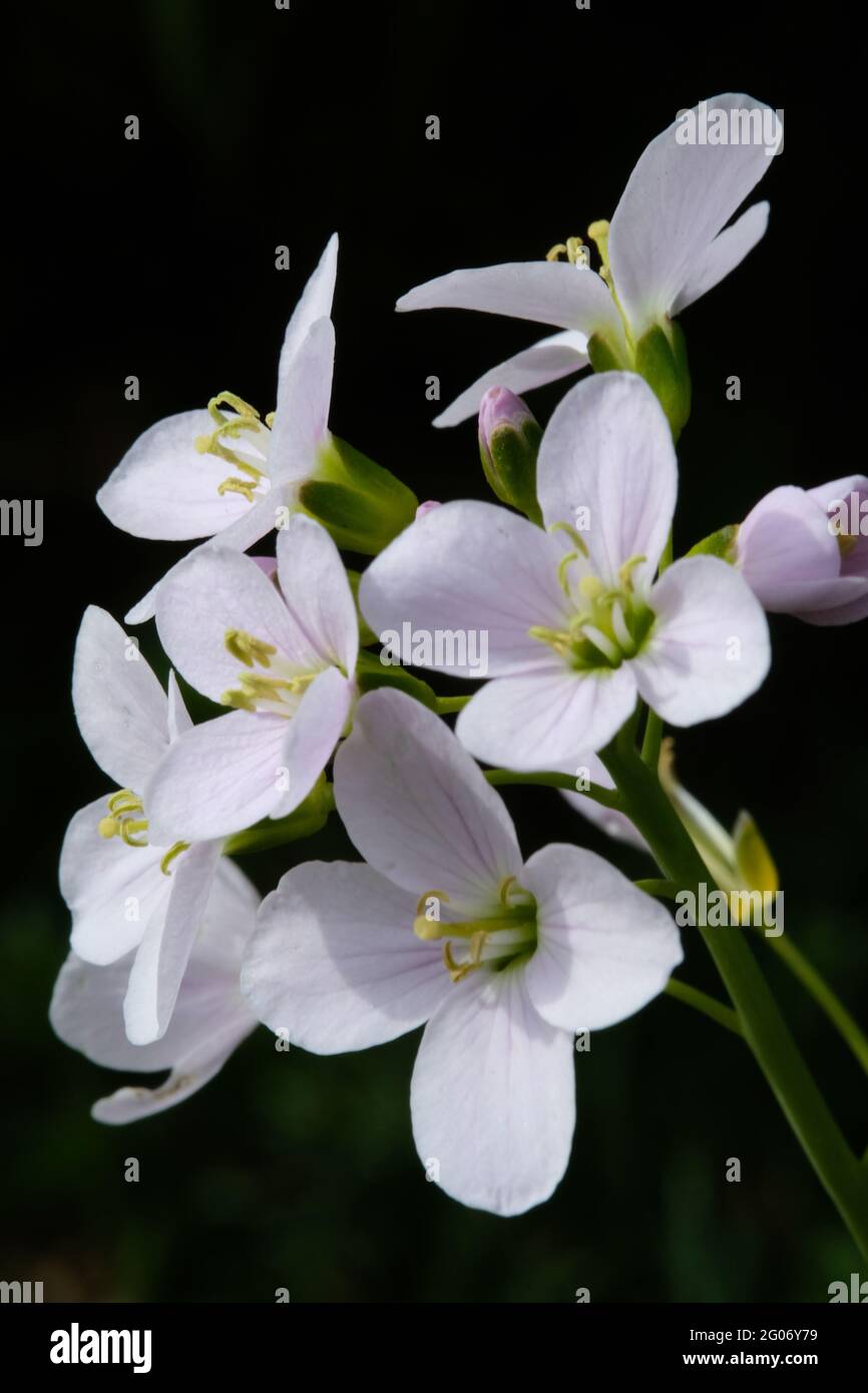 spring-blooming , asian Exotic flowers Stock Photo - Alamy