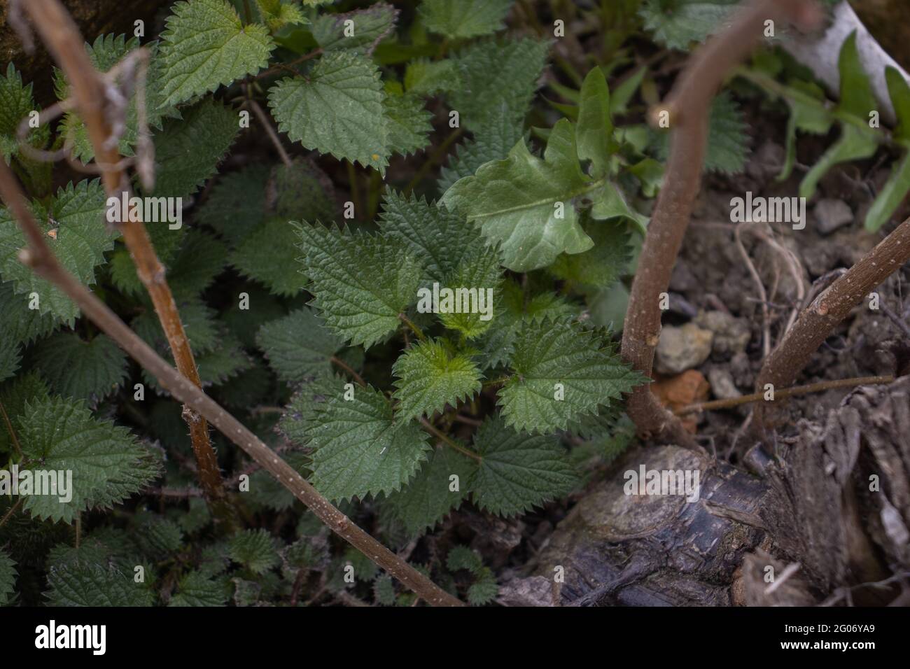 Top of a stinging nettle hi-res stock photography and images - Alamy