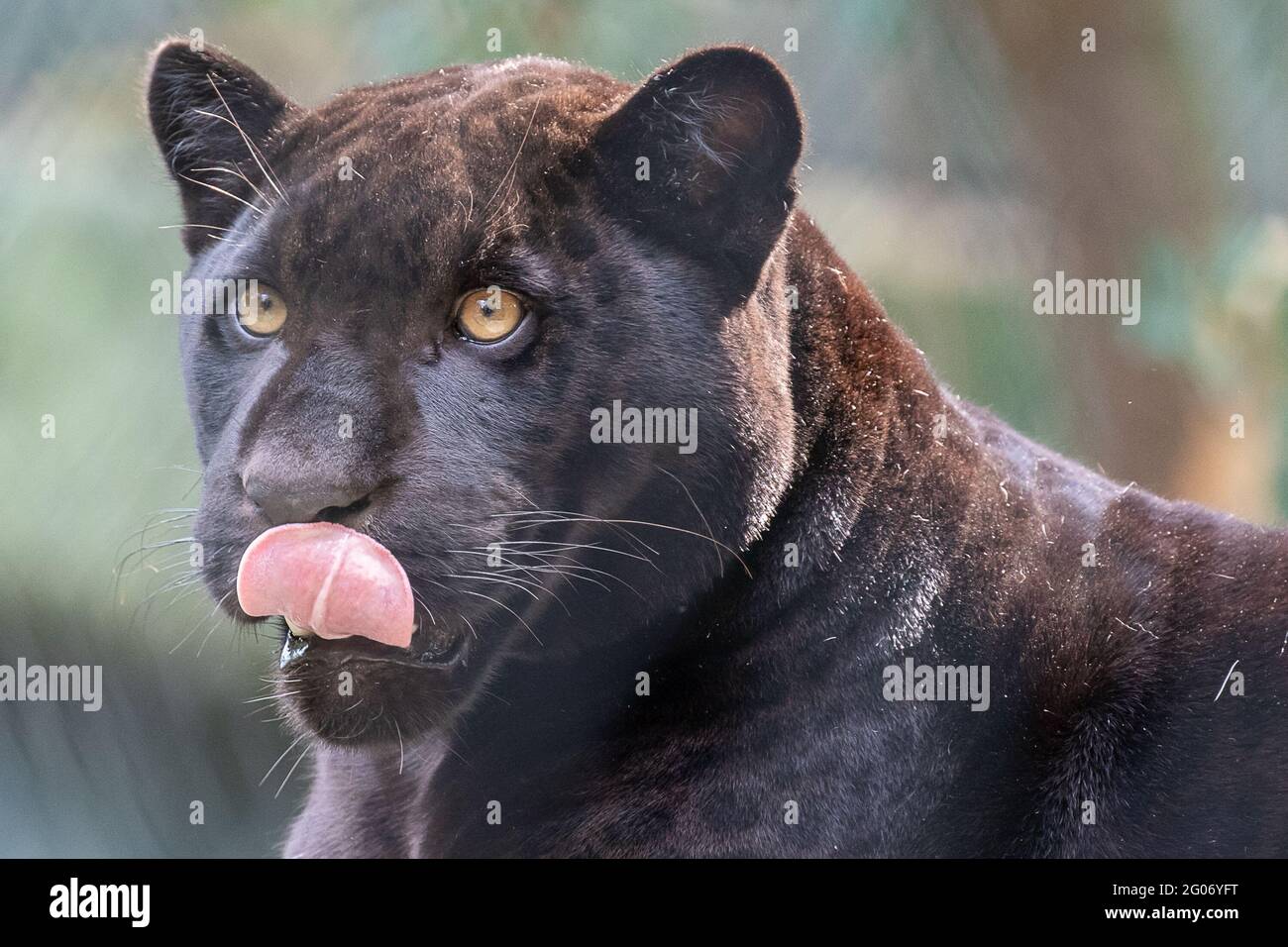 THE NETHERLANDS: A jaguar blowing a raspberries at Artis zoo. HILARIOUS ...