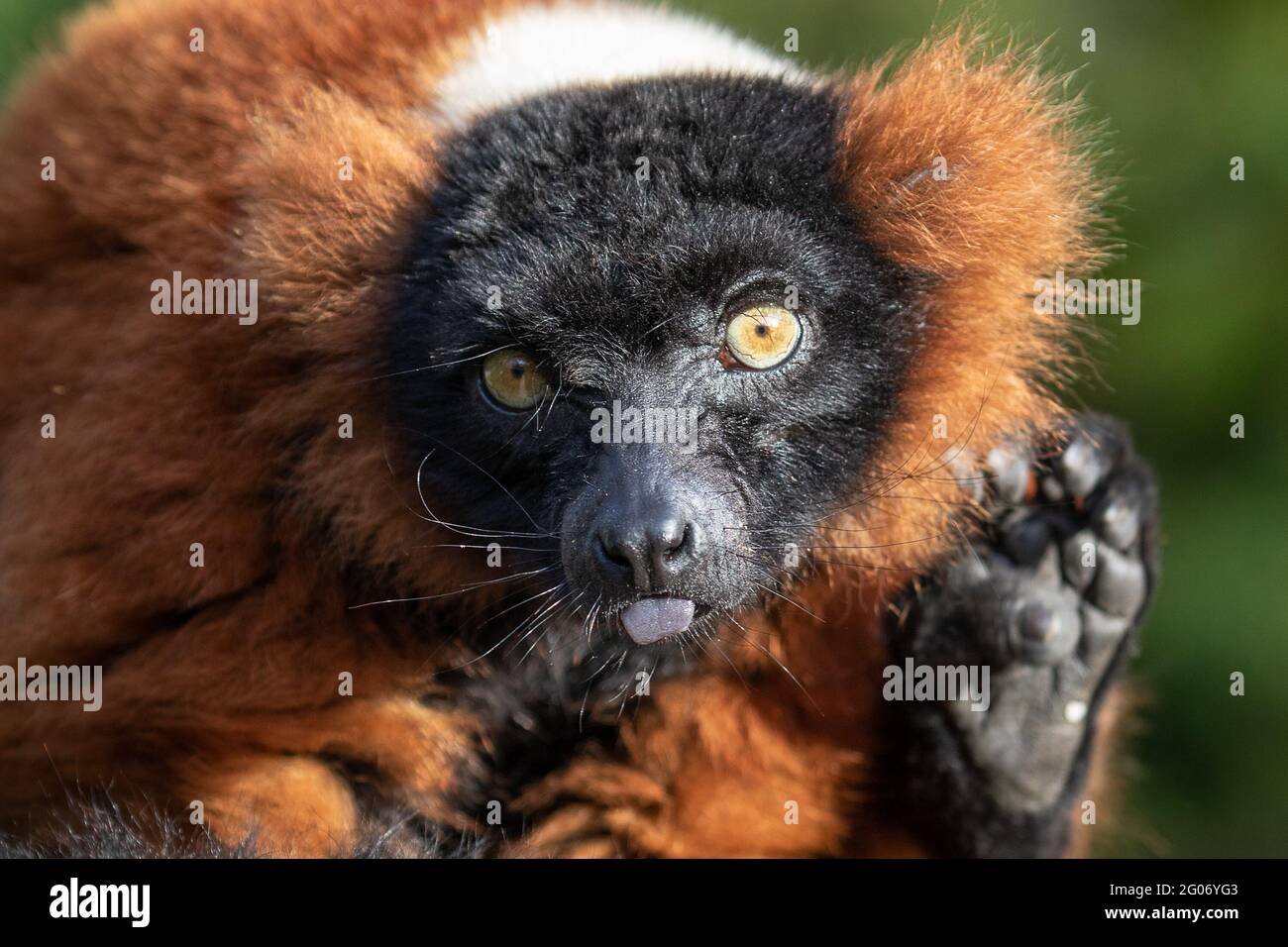 THE NETHERLANDS: Red-ruffed Lemur at Artis zoo. HILARIOUS snaps of the ...