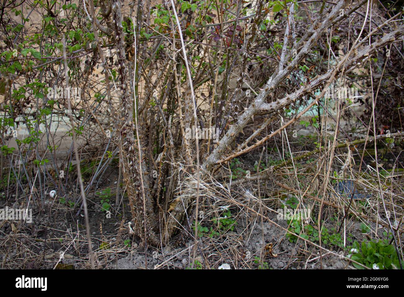Rose with thorns hi-res stock photography and images - Alamy