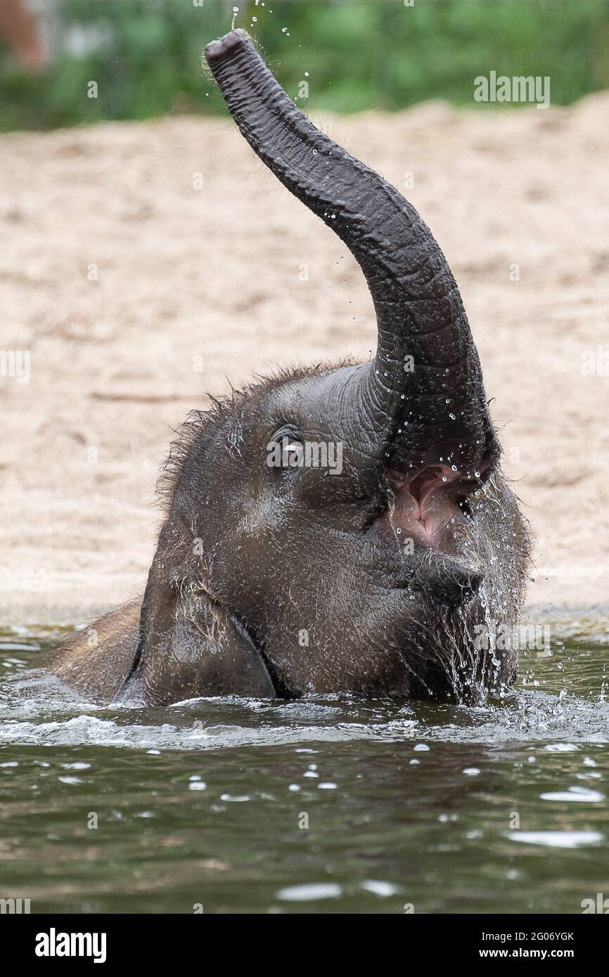 THE NETHERLANDS: A baby elephant shows off for the camera at Artis zoo ...