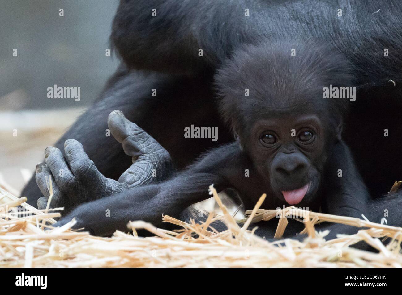 THE NETHERLANDS: Another baby gorilla sticks its tongue out at the ...