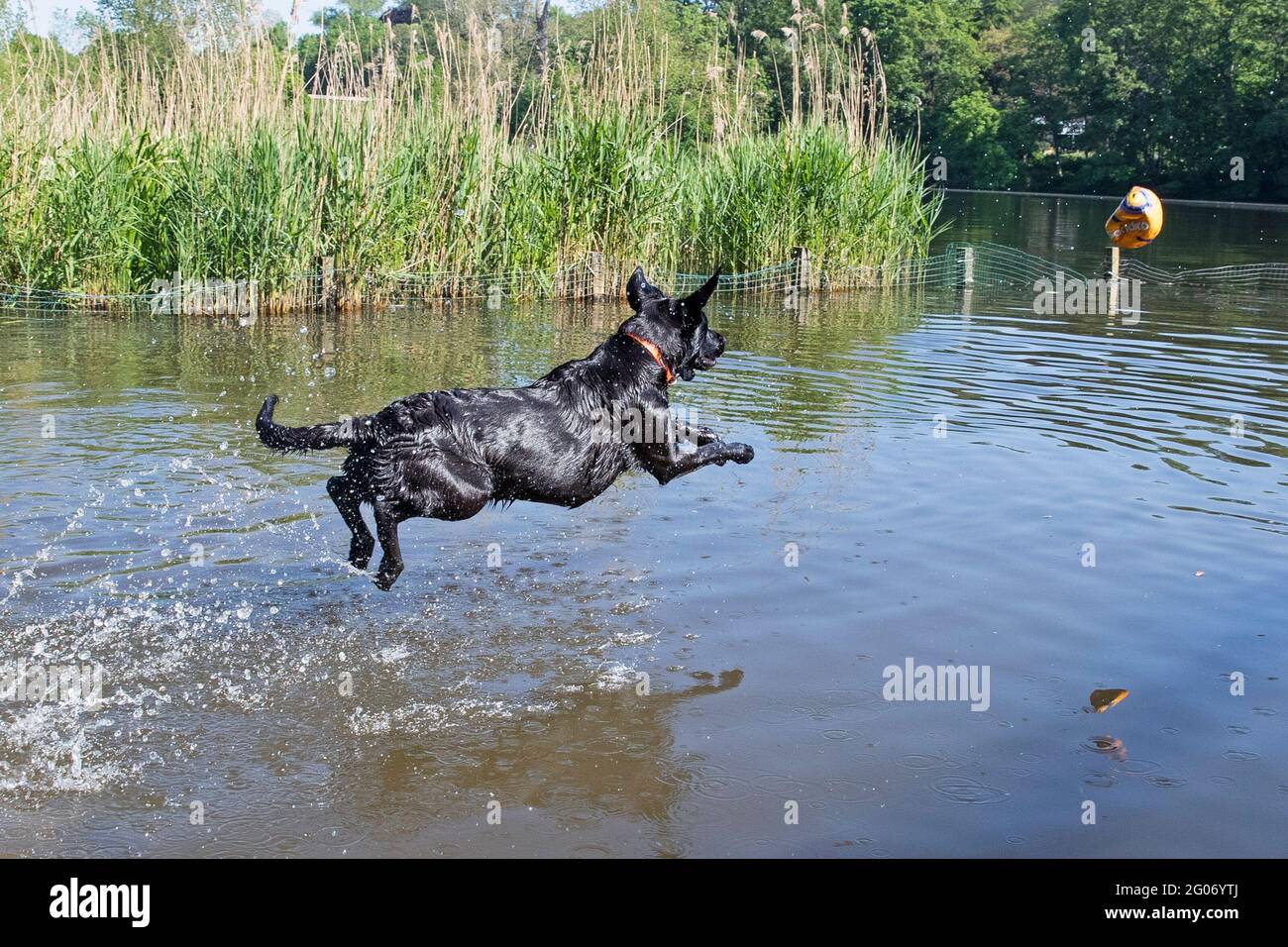 Dogs swimming london hi-res stock photography and images - Alamy
