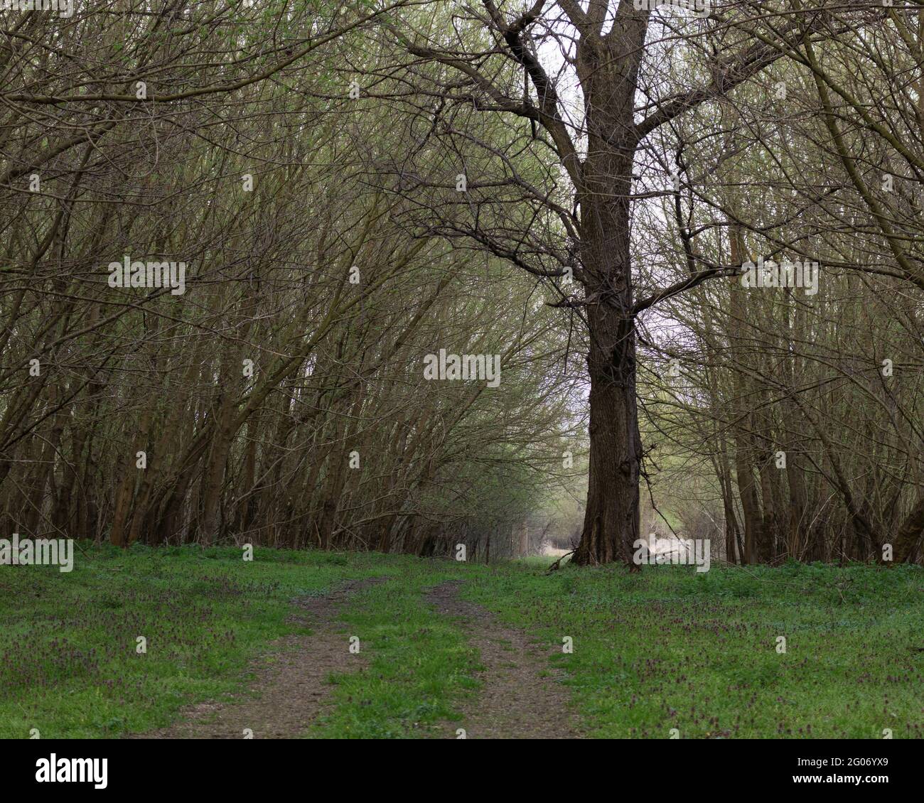An old tree in the woods next to a forest road Stock Photo - Alamy