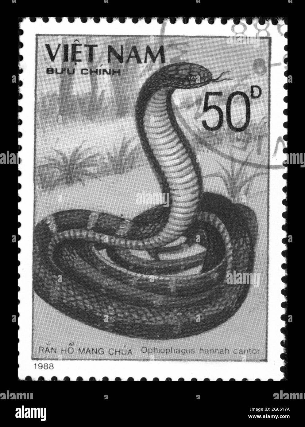 Snakes up close Black and White Stock Photos & Images - Alamy