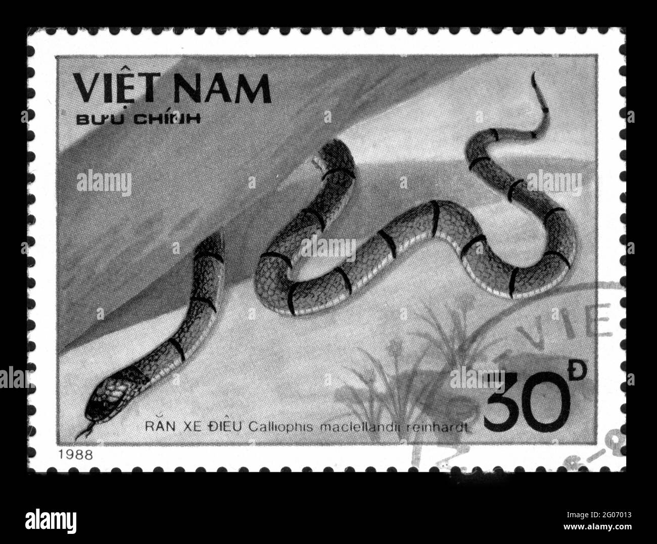Snakes up close Black and White Stock Photos & Images - Alamy