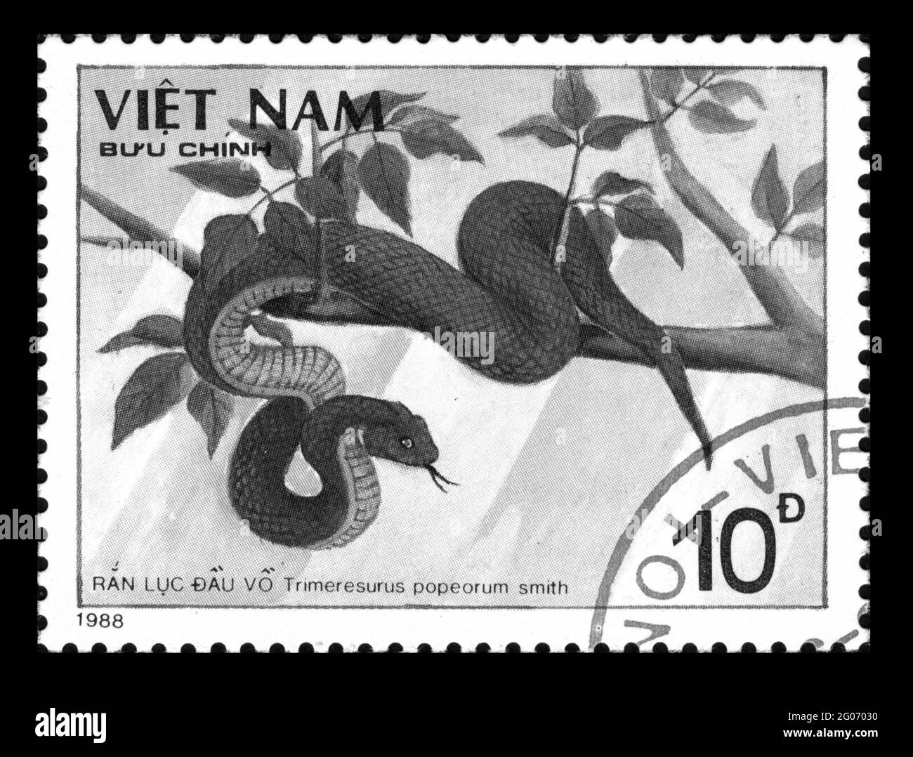 Snakes up close Black and White Stock Photos & Images - Alamy