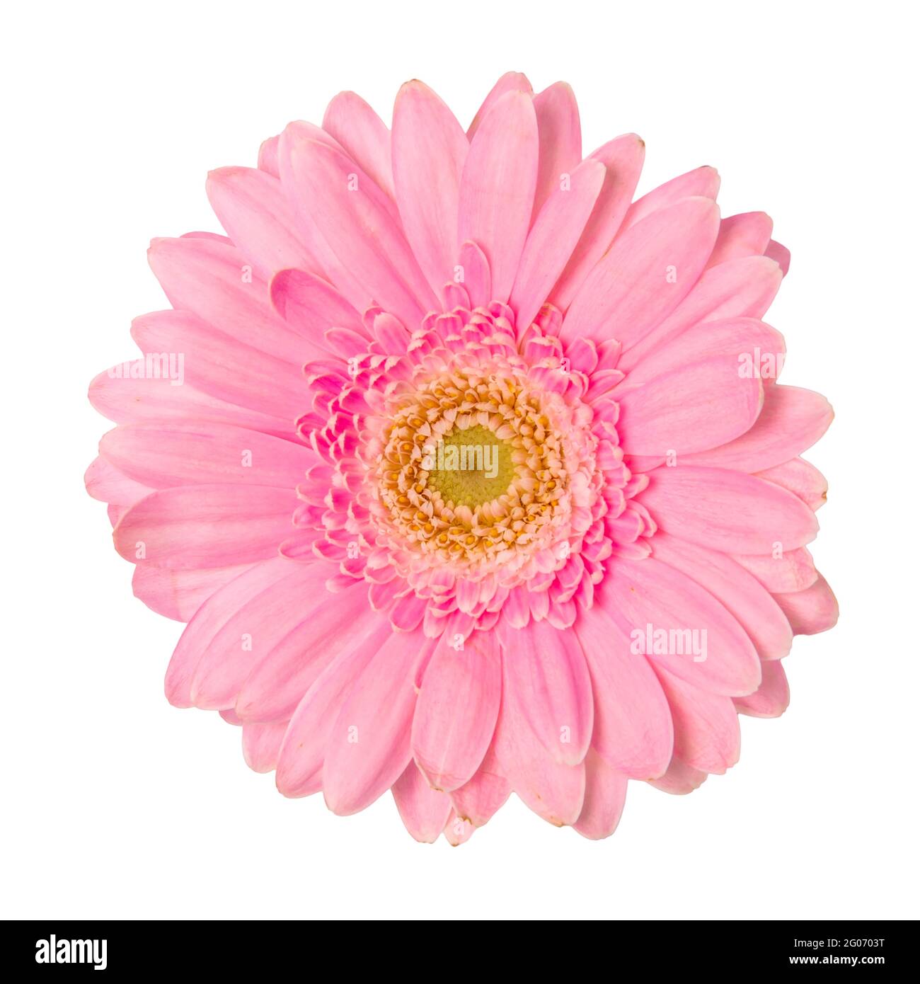 Pink Flower isolated on solid background Stock Photo - Alamy