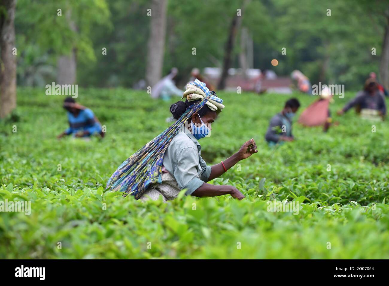 (210601) -- NAGAON, June 1, 2021 (Xinhua) -- Workers pluck tea leaves ...