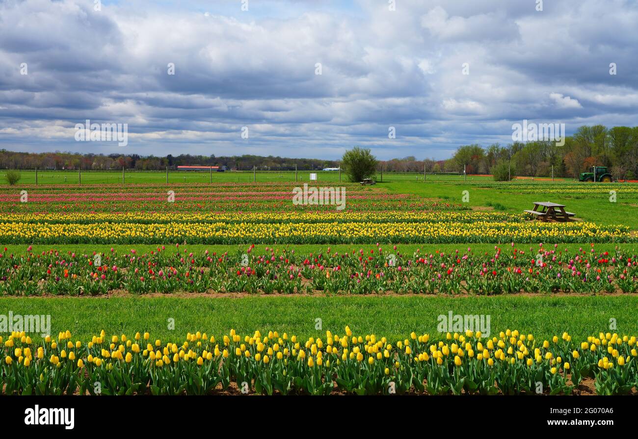 View of a colorful tulip field with flowers in bloom in Cream Ridge ...