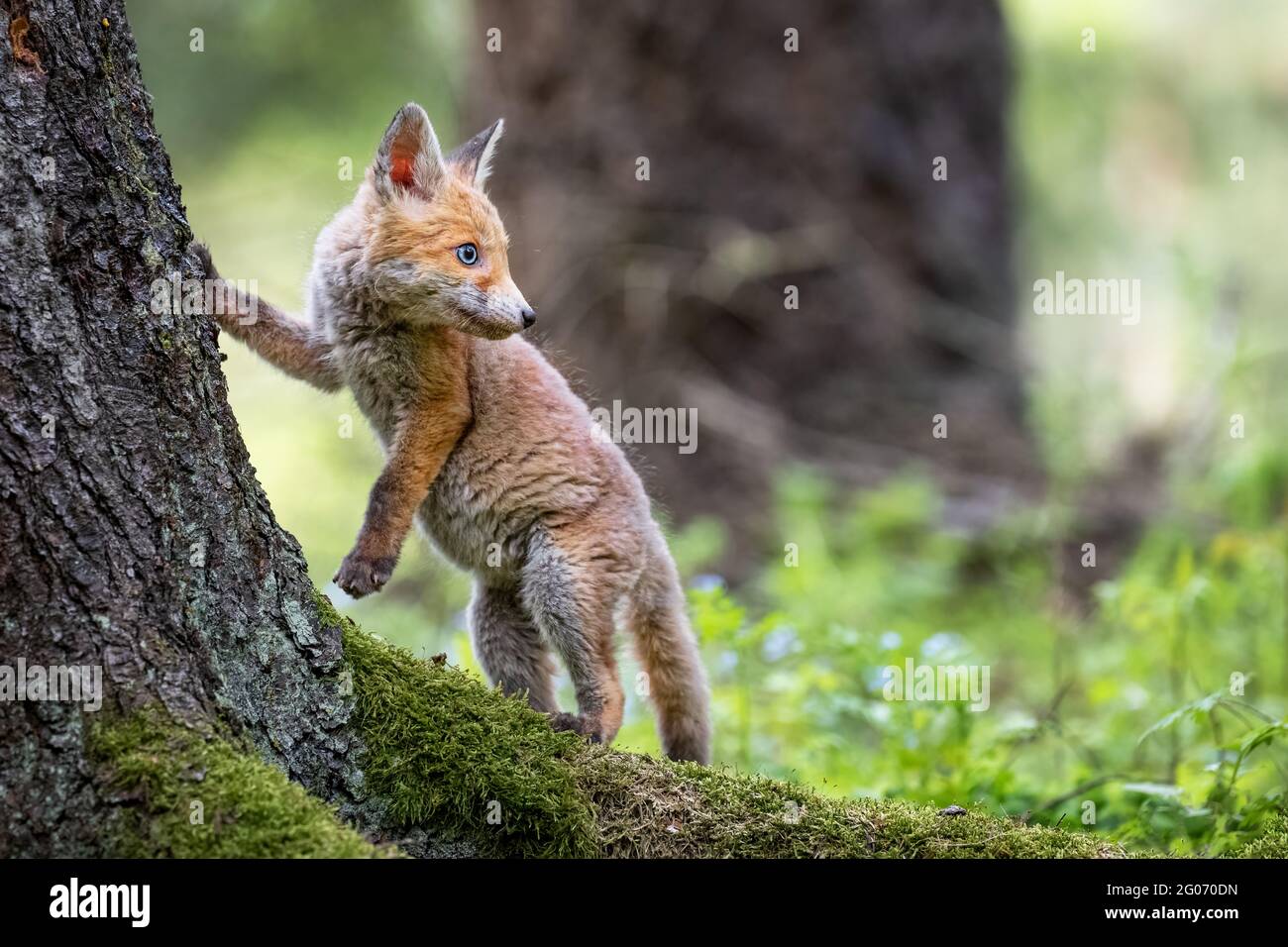 Fox cub at a forest hi-res stock photography and images - Alamy