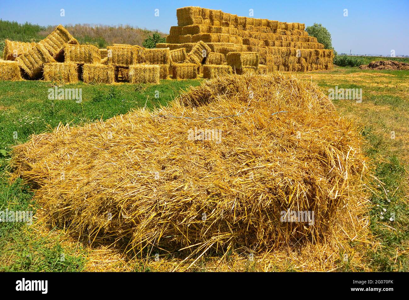 Dry hay in stack on farm field. Big haystack harvest Stock Photo - Alamy