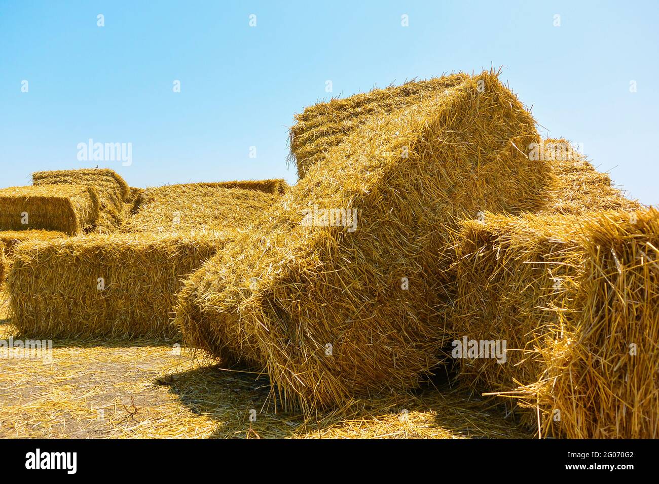 Dry hay in stack on farm field. Big haystack harvest Stock Photo - Alamy