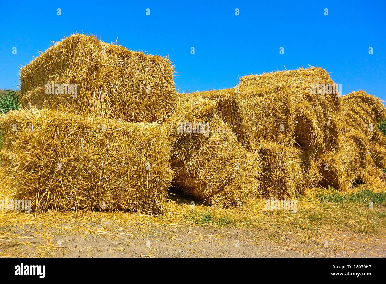 Dry hay in stack on farm field. Big haystack harvest Stock Photo - Alamy