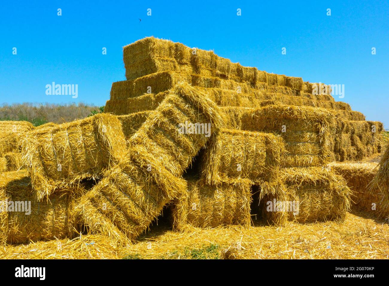Dry hay in stack on farm field. Big haystack harvest Stock Photo - Alamy