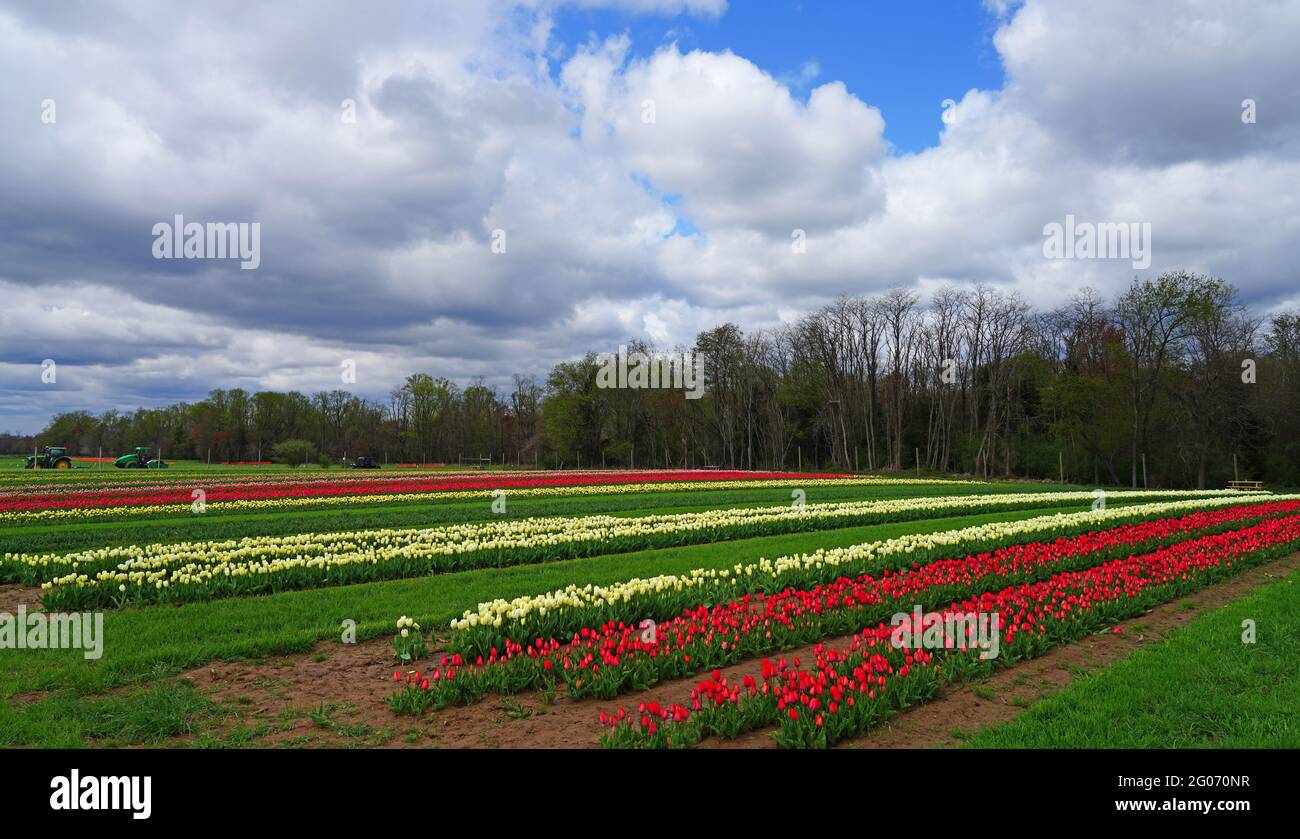 View of a colorful tulip field with flowers in bloom in Cream Ridge ...