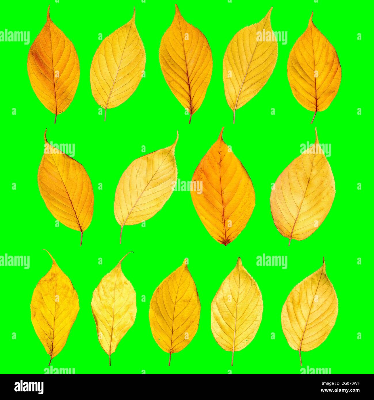 Autumn yellow leaves isolated on green screen Stock Photo - Alamy