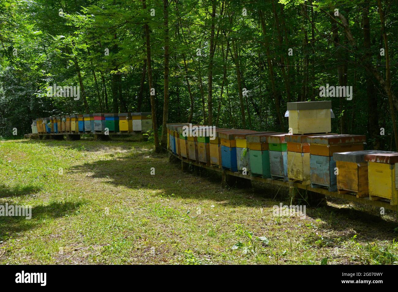 Italian honey bees hi-res stock photography and images - Alamy