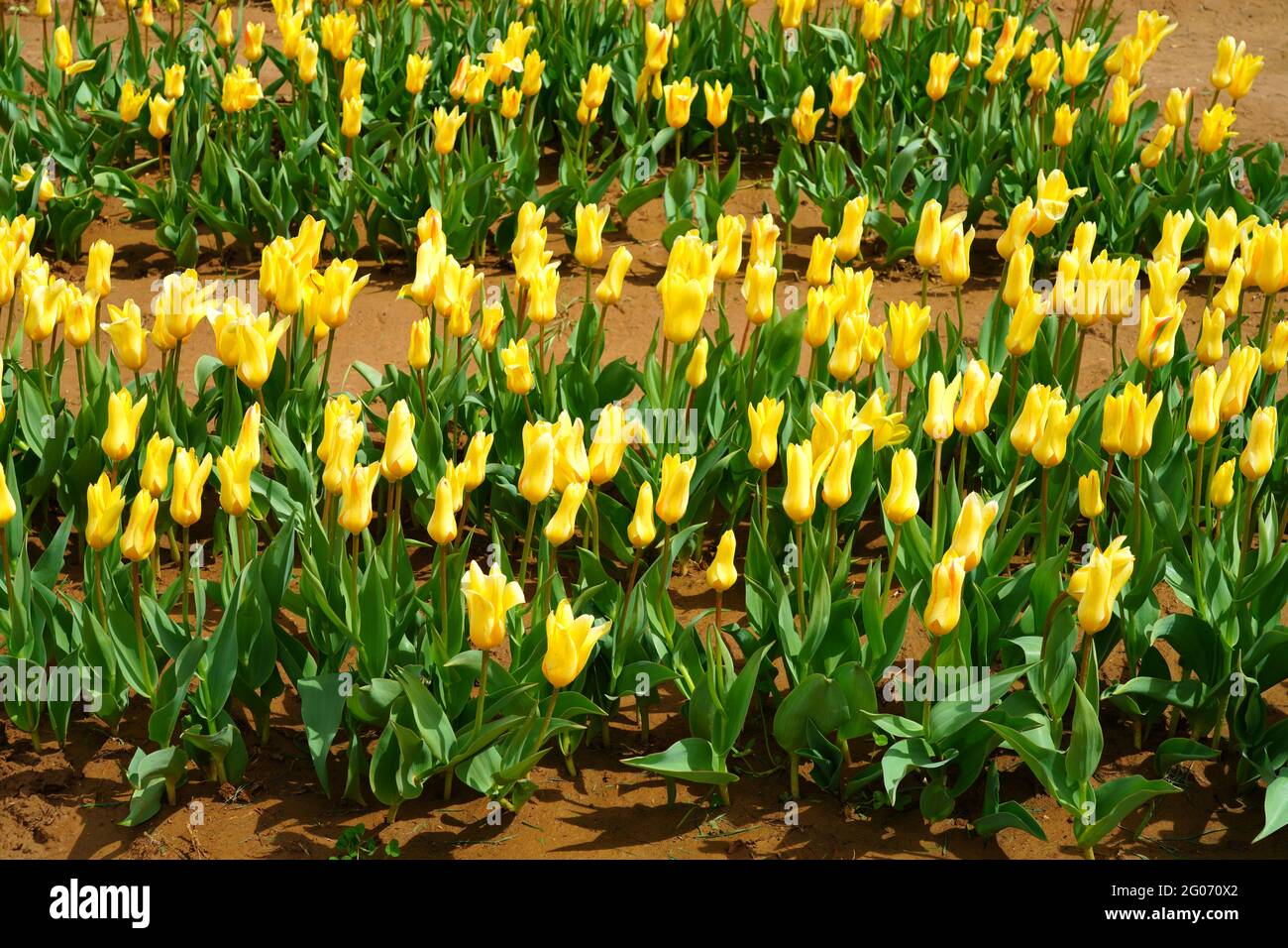 View of a colorful tulip field with flowers in bloom in Cream Ridge ...