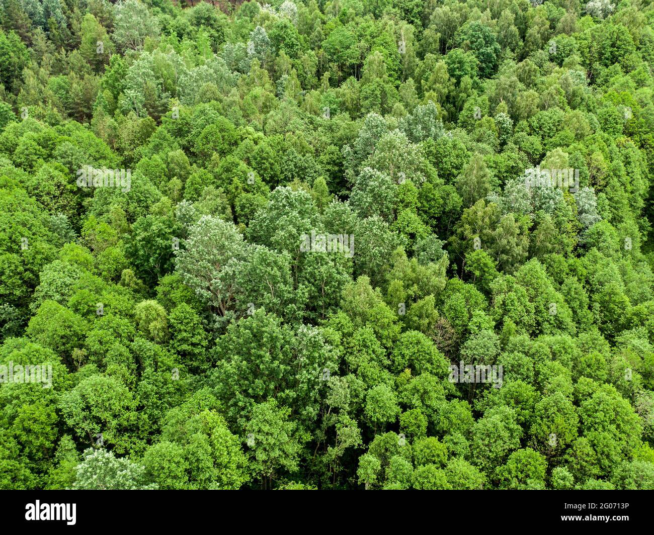 Top view of green trees. Nature texture Stock Photo - Alamy