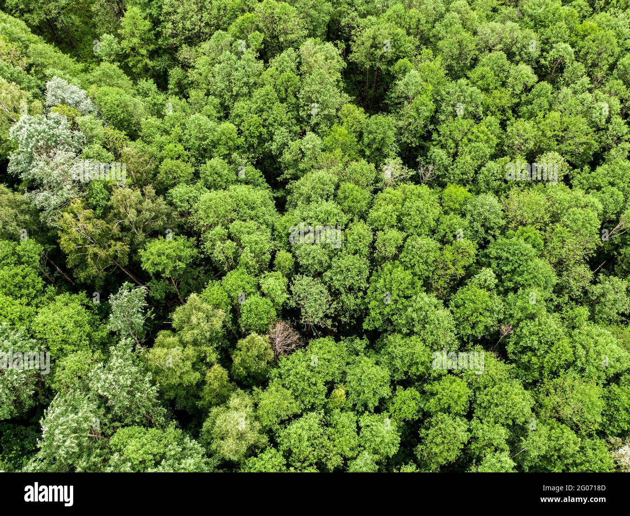Top view of green trees. Nature texture Stock Photo - Alamy