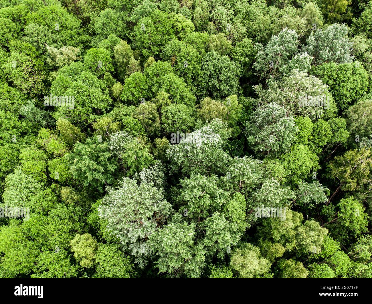 Top view of green trees. Nature texture Stock Photo - Alamy