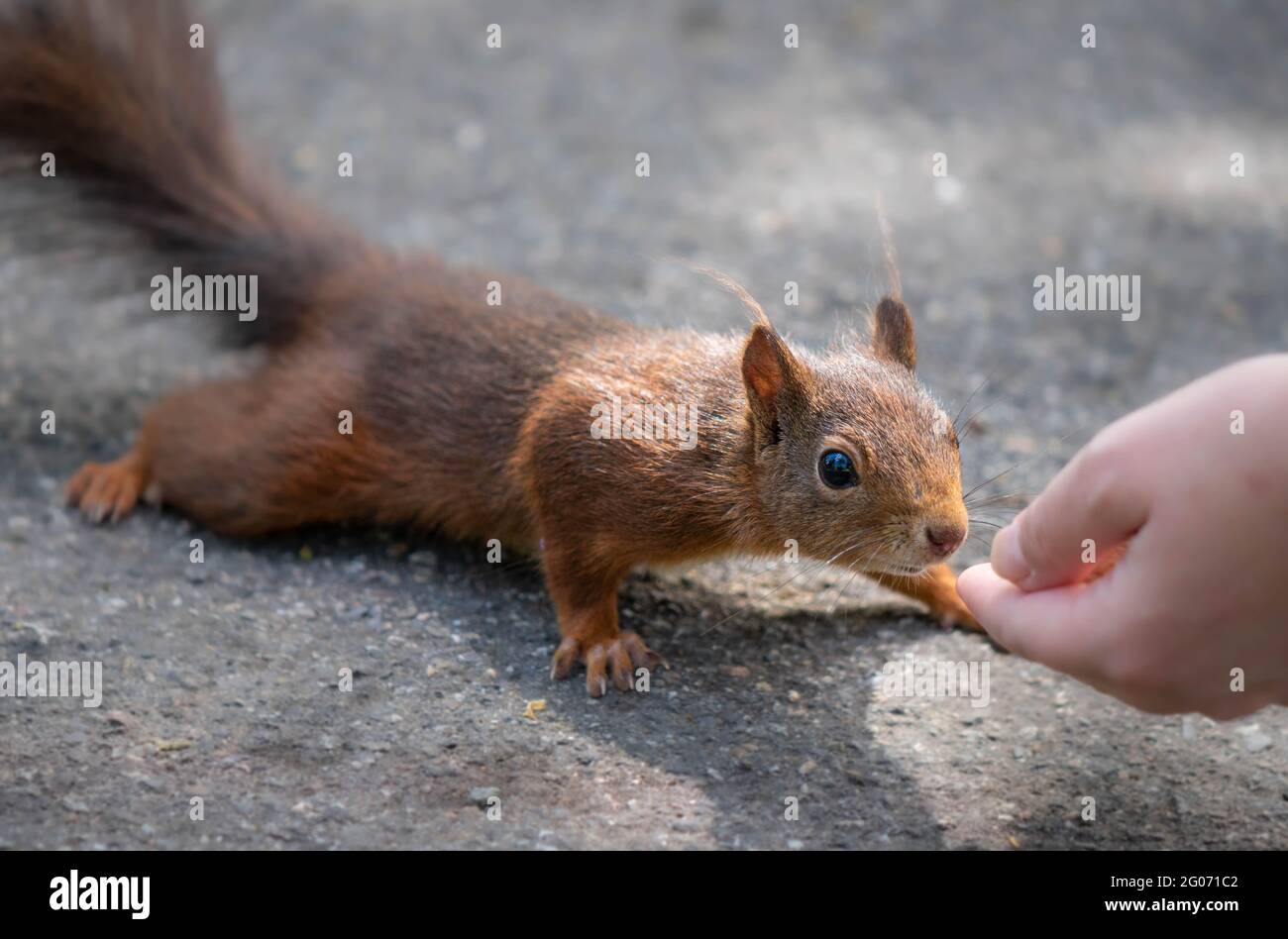 Hand feeding hi-res stock photography and images - Alamy