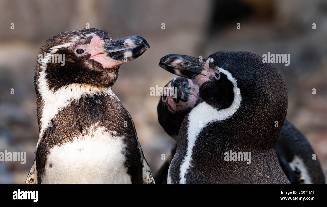 Group interaction hi-res stock photography and images - Alamy