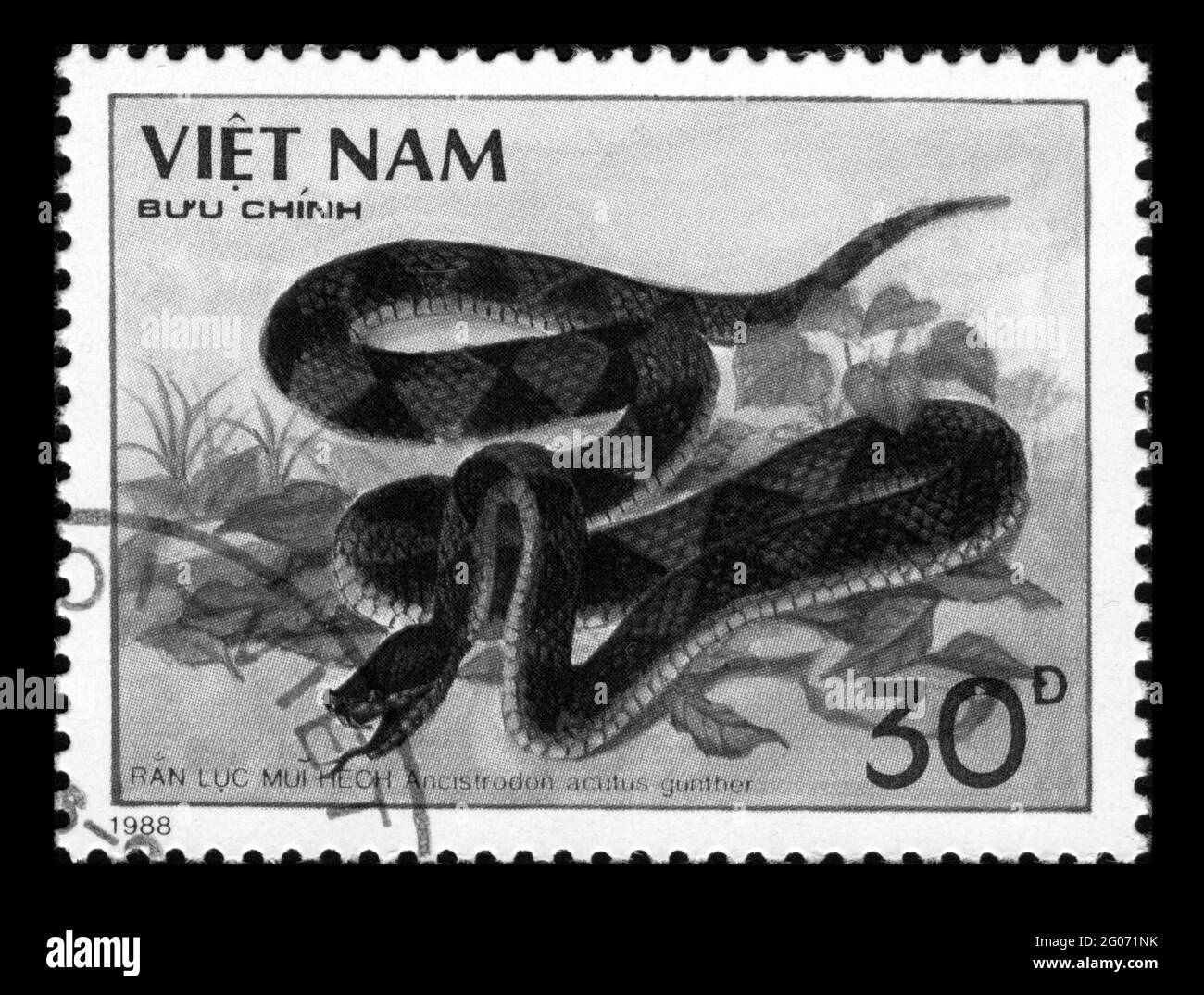 Snakes up close Black and White Stock Photos & Images - Alamy
