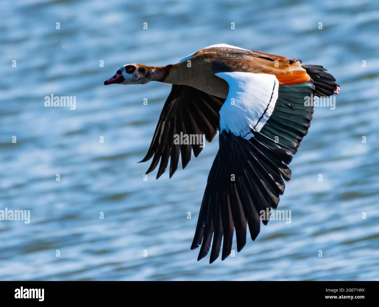 Egyptian goose alopochen aegyptiaca hi-res stock photography and images ...